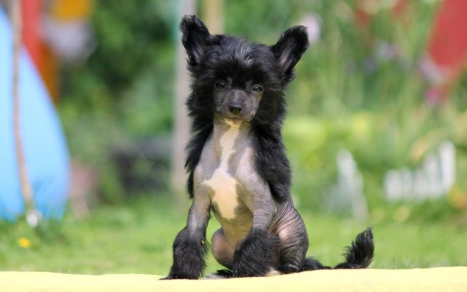 Finding a good breeder