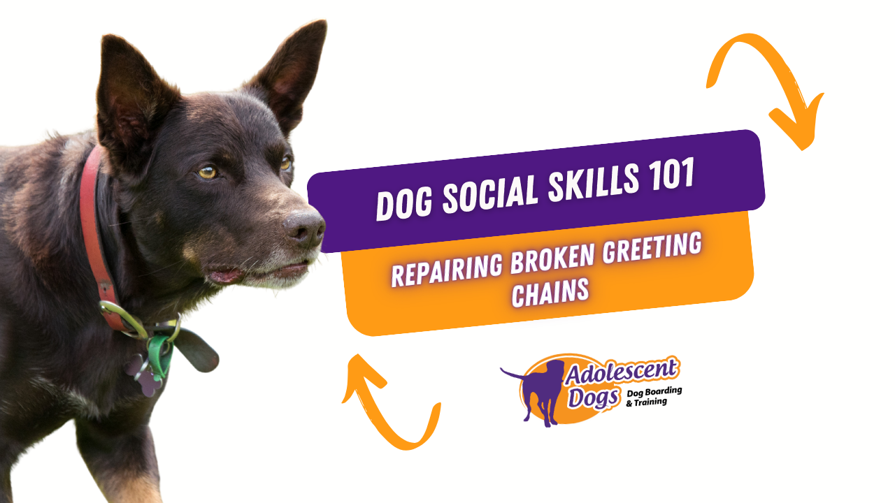 Dog Social Skills 101: Repairing Broken Greeting Chains