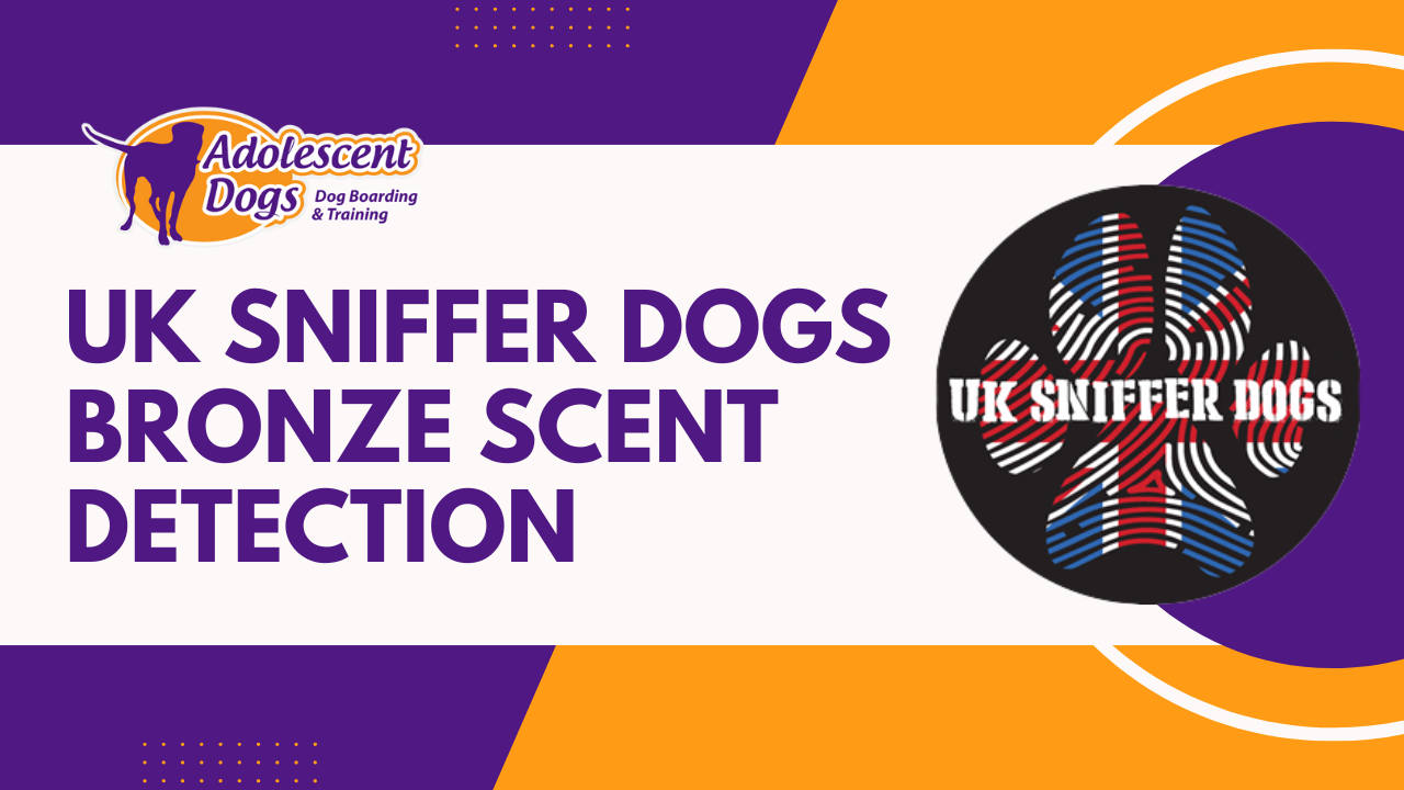 UK SNIFFER DOGS BRONZE SCENT DETECTION | Adolescent Dogs