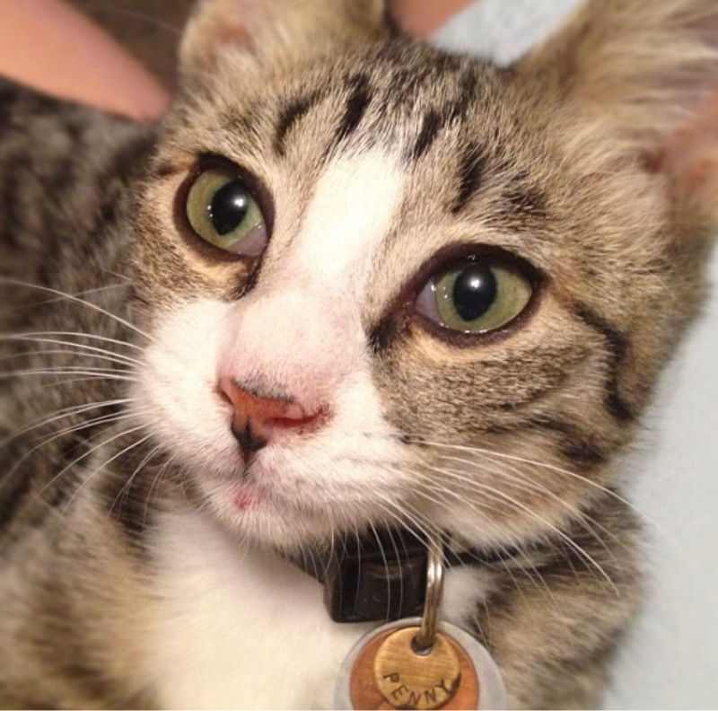 My Dead Cat. Part 1: The First Three Lives