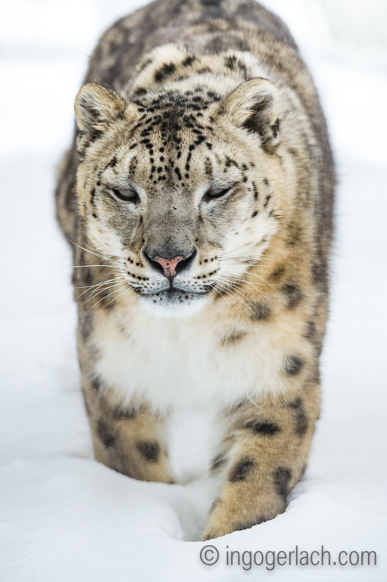 Der Schneeleopard - eine Begegnung der speziellen Art...