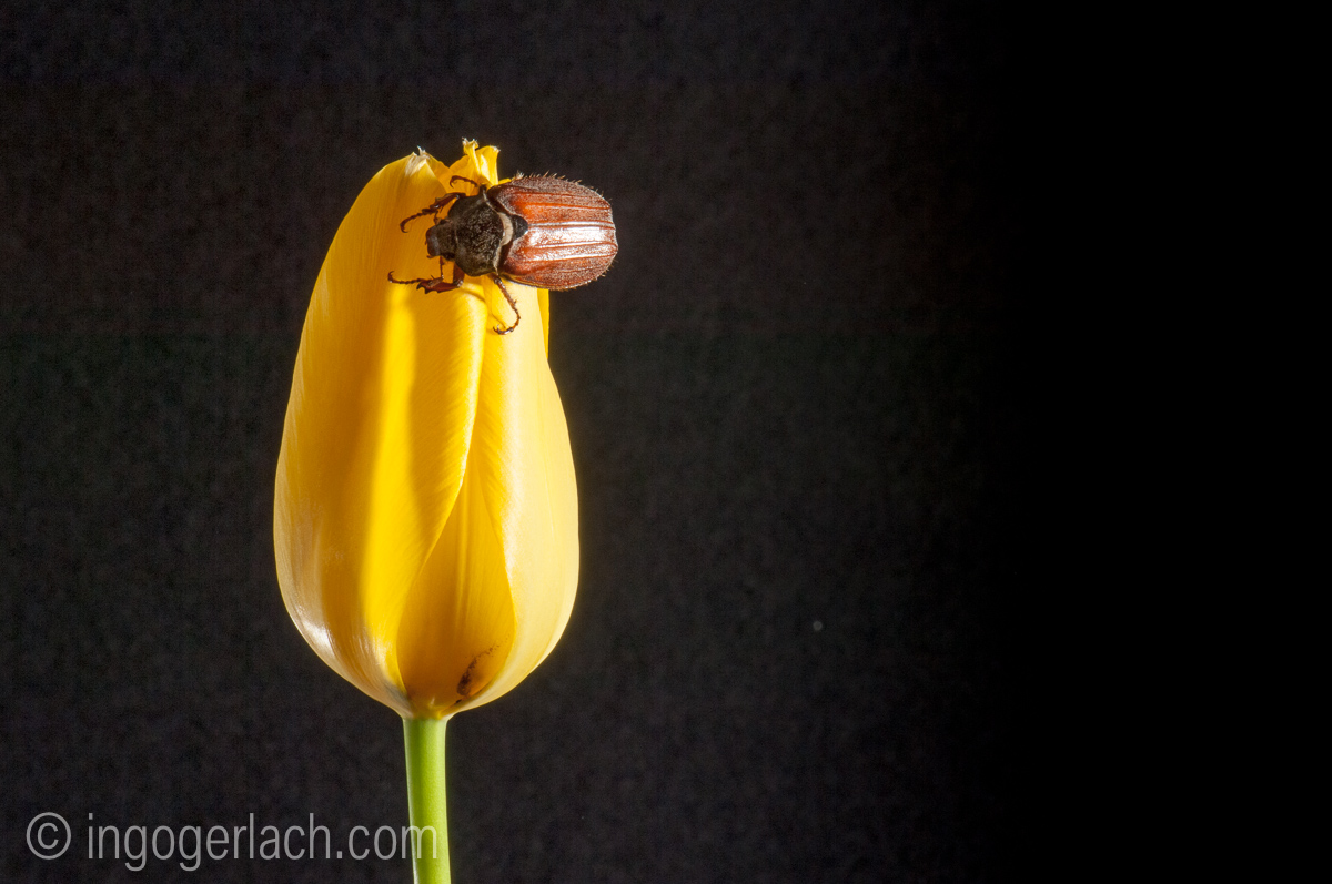 Tiergeschichten von Ingo Gerlach, Maikäfer
