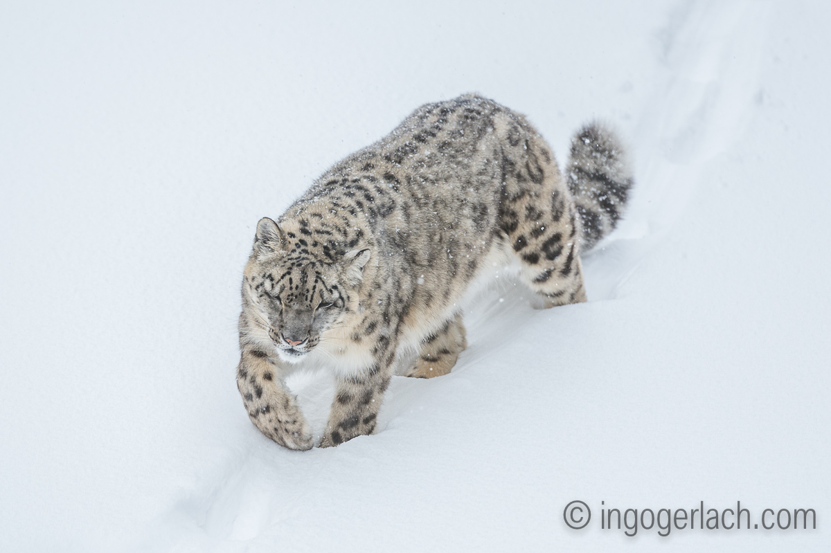 Der Schneeleopard - eine Begegnung der speziellen Art...