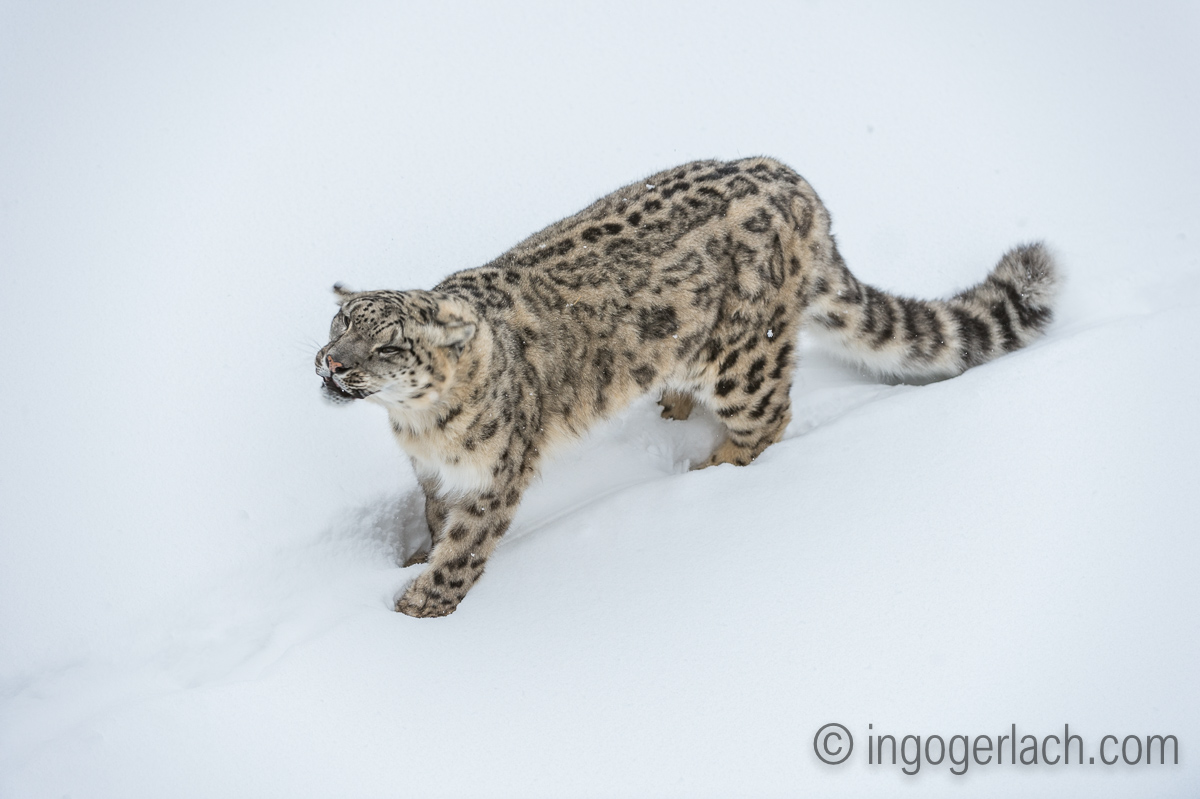 Der Schneeleopard - eine Begegnung der speziellen Art...
