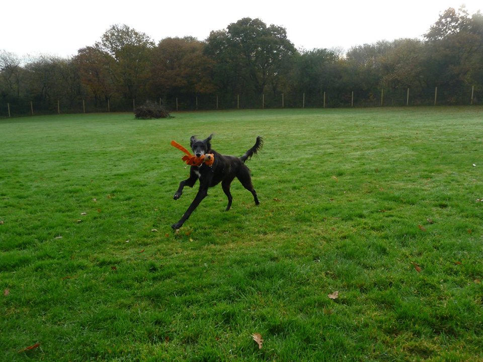 Barnfield Play Paddock & Pet Services | PLAY TIME