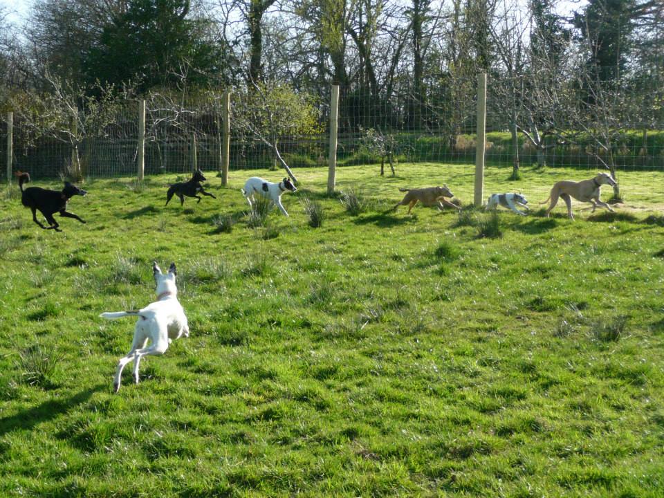 Barnfield Play Paddock & Pet Services | PLAY TIME