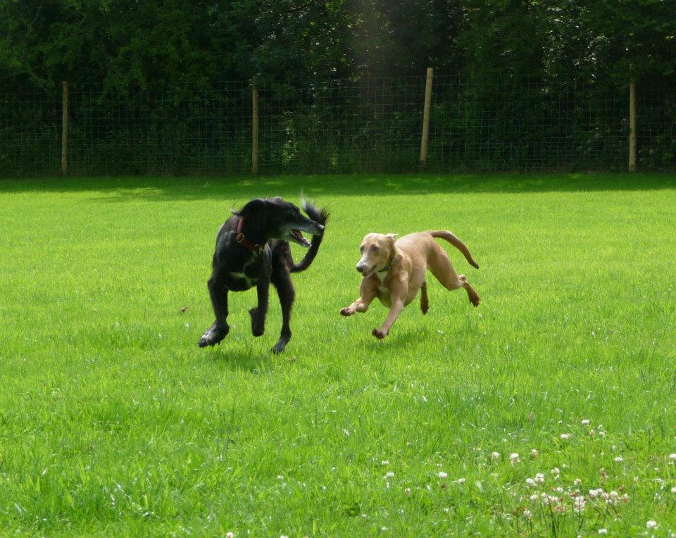Barnfield Play Paddock & Pet Services | PLAY TIME