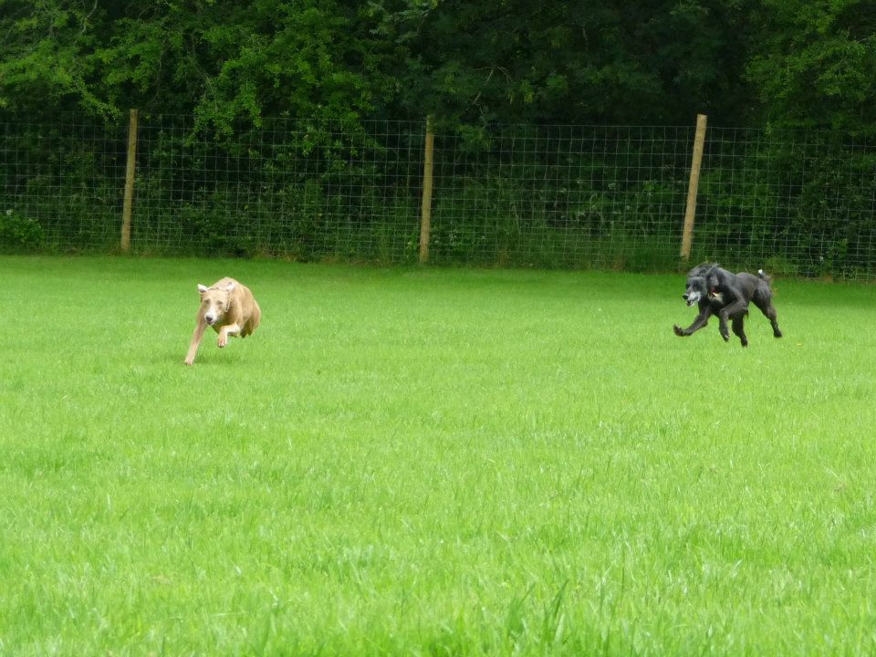 Barnfield Play Paddock & Pet Services | PLAY TIME