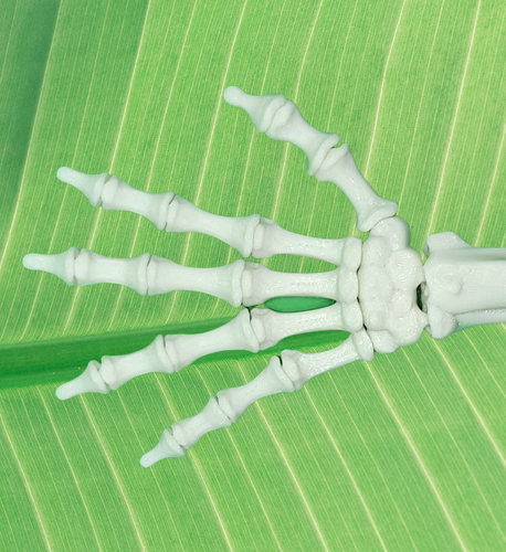 Skeleton Hand Pencil Topper | Cassell3D