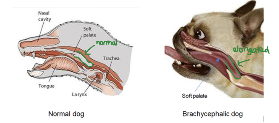 Brachycephalic (short faced) syndrome: Coping with the humid life in ...