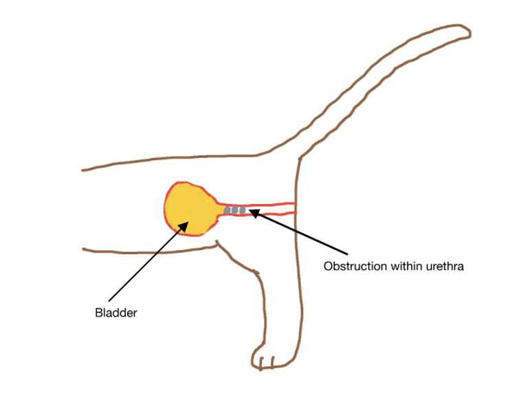 Common Emergencies Seen At a 24 Hour Vet - Urethral Obstruction (aka ...