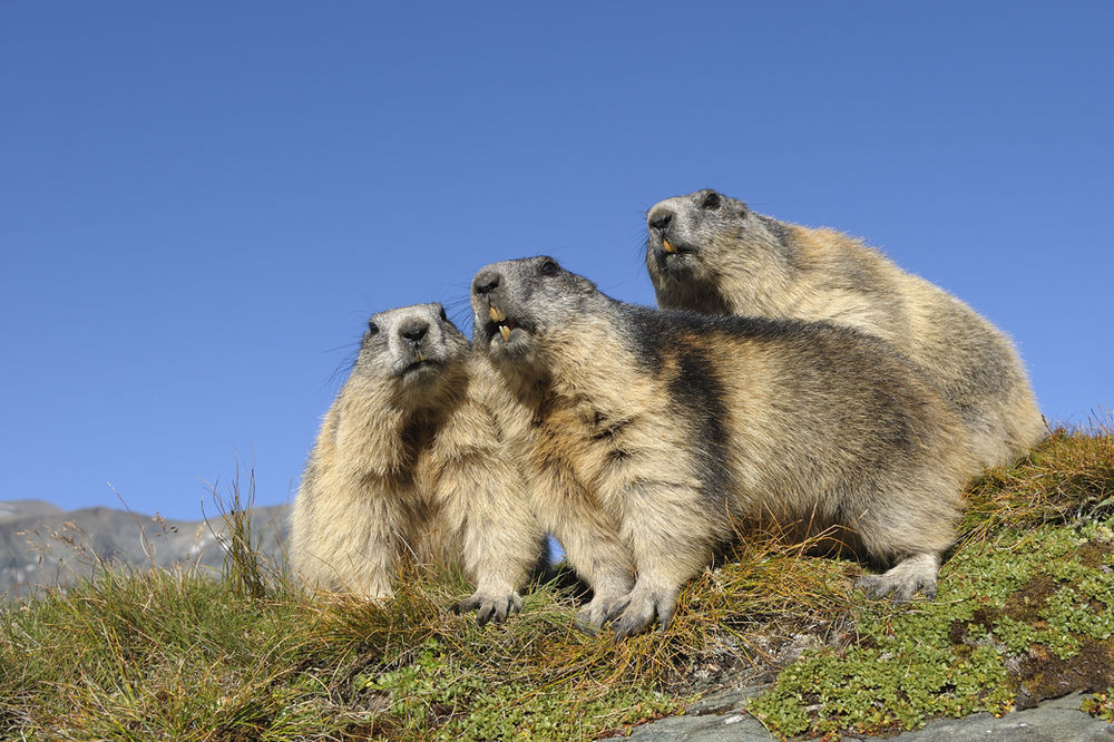 Marmotta (Marmota marmota)