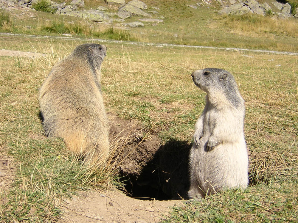 Marmotta (Marmota marmota)