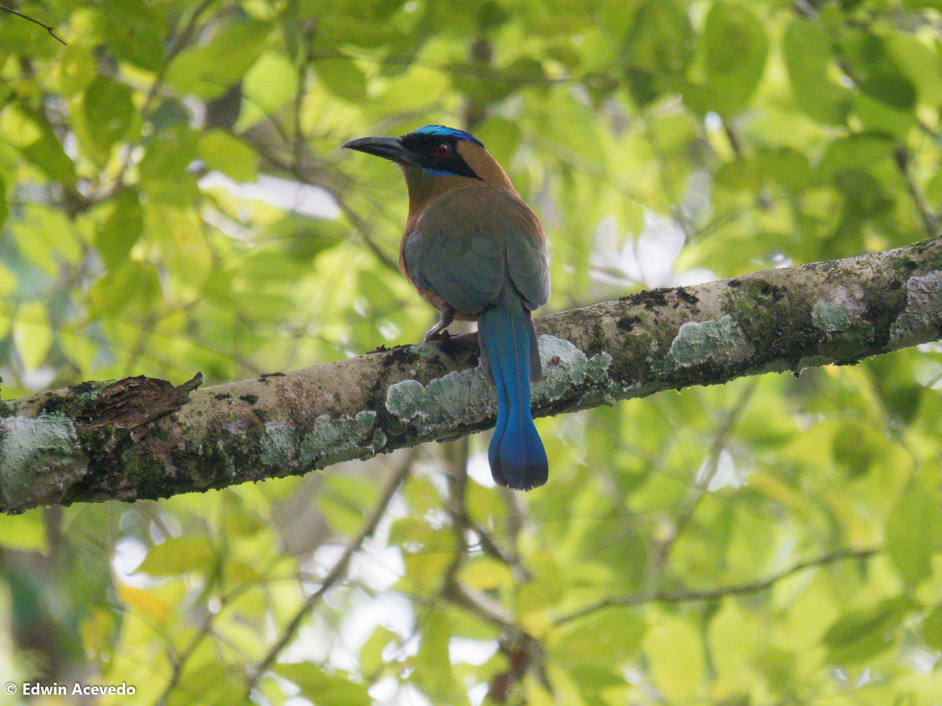 Mid-Magdalena Valley | Colombia | Native Birding Colombia Tours