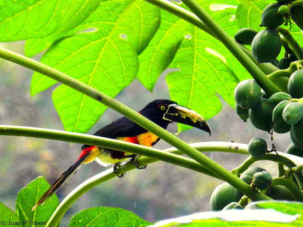 Mid-Magdalena Valley | Colombia | Native Birding Colombia Tours