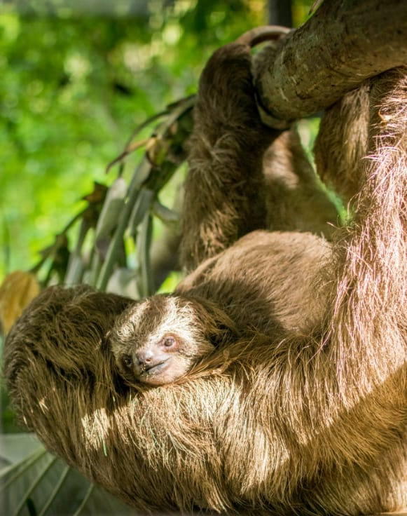 Roatan's #1 Tours & Best Cruise Ship Excursions Gallery | Bodden Tours ...