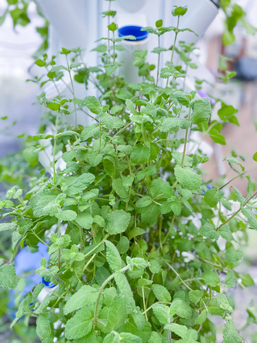 Apple Mint | Straits Agriculture