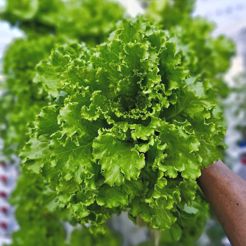 Green Loose Leaf Batavia Lettuce | Straits Agriculture