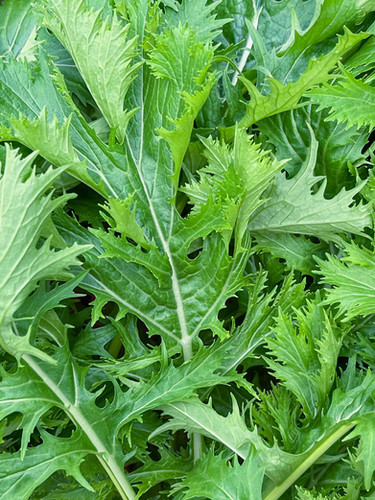 Japanese Mizuna | Straits Agriculture