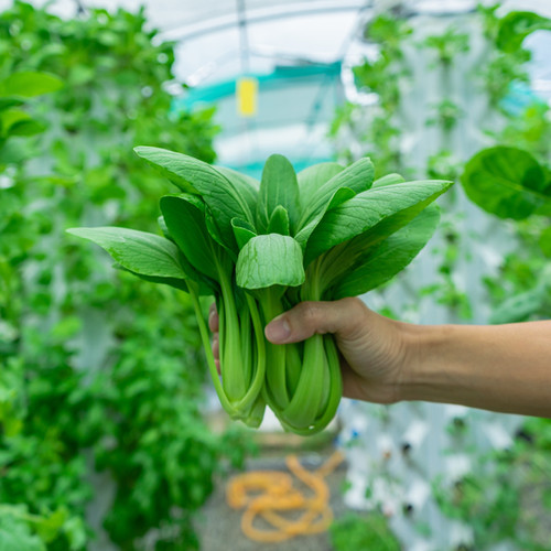 Xiao Bai Cai (Bok Choy) | Straits Agriculture