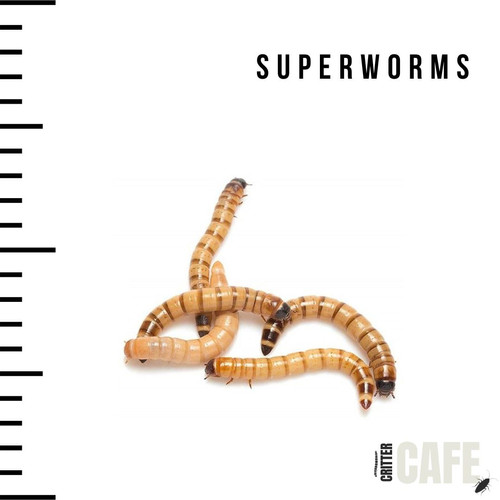 Superworms | Critter Cafe