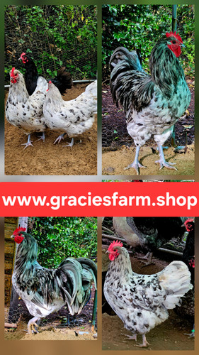 12 Splash & Blue Australorp hatching eggs mix colour group - large fowl ...