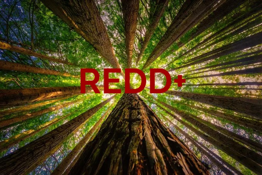 REDD+ - What is it and why is it important?