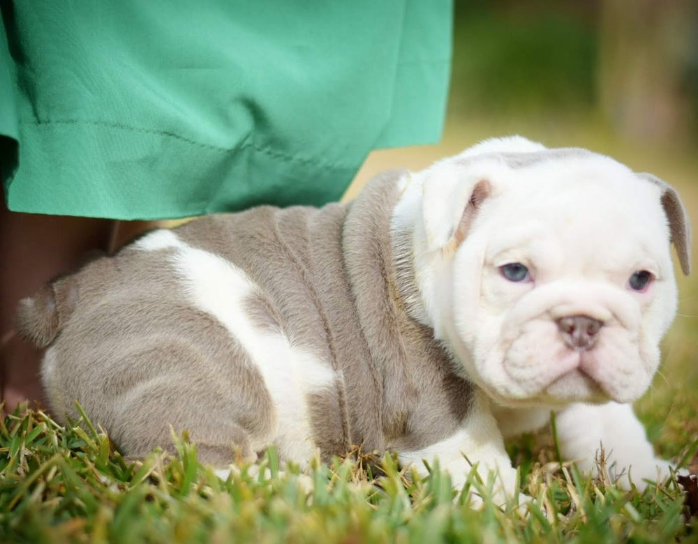 WHY THE RARE COLOR ENGLISH BULLDOGS WILL SAVE THE BREED?