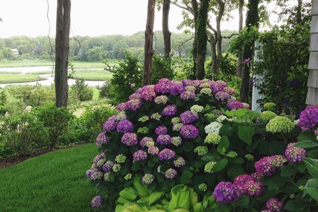 The Art of the Perfect Hydrangea