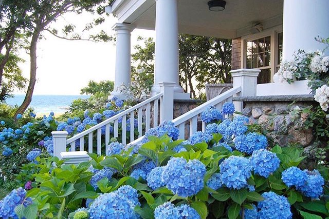 The Art of the Perfect Hydrangea