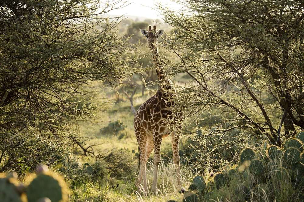 World Giraffe Day 2020