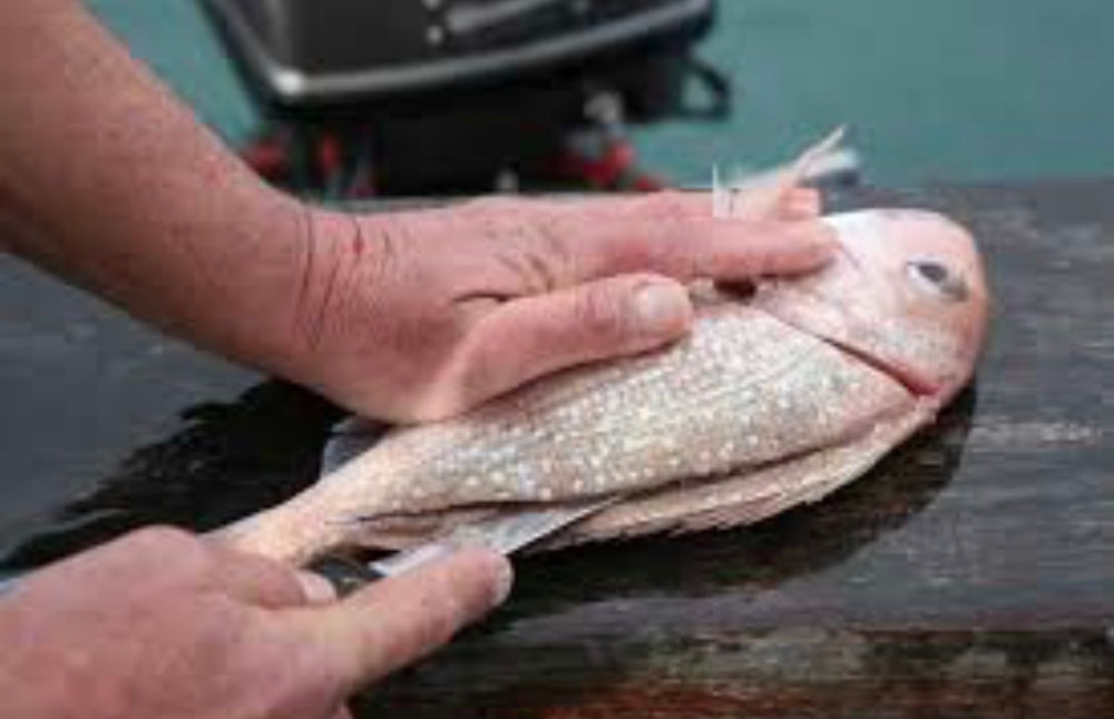 HOW TO Select, Prepare, and Cook the Perfect Fish