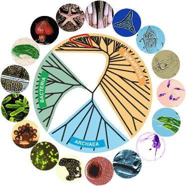 Sistemática y Taxonomía | viaje-a-la-evolucion