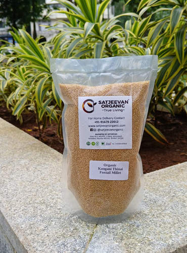 Organic Kangani Foxtail Millet 500g | Satjeevan Organic