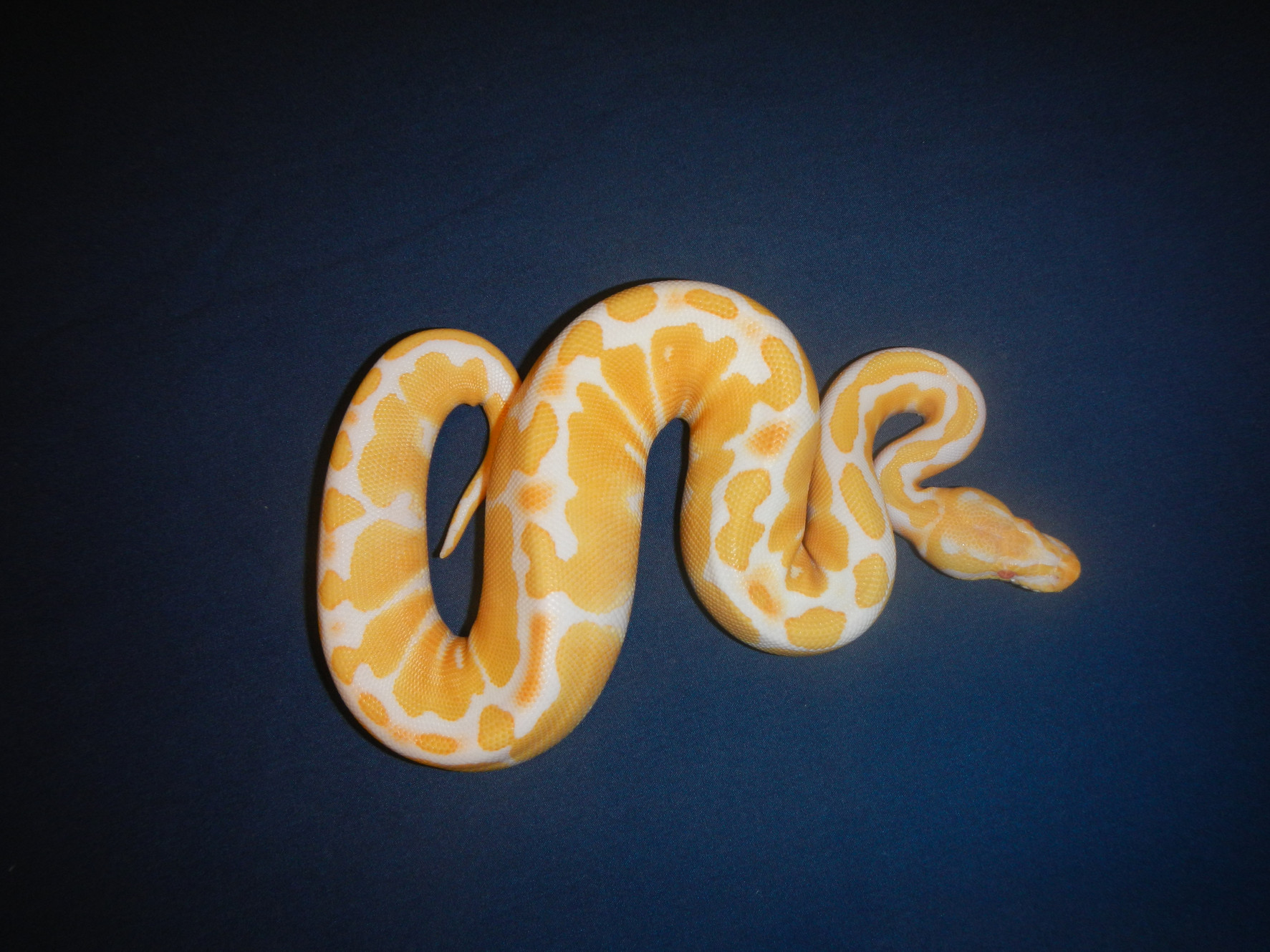 Home | tx-ballpython-morphs