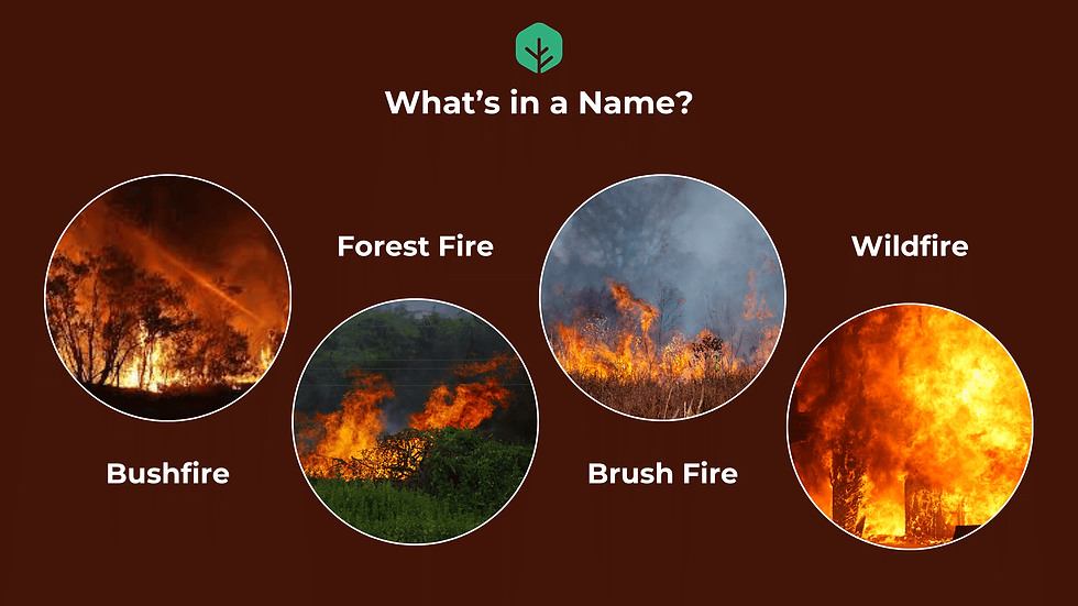 What is a Wildfire? An In-Depth Exploration