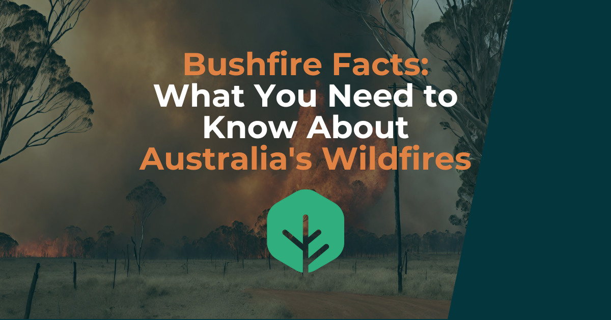 Bushfire Facts: What You Need to Know About Australia's Wildfires