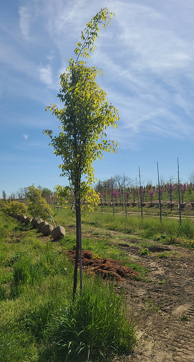 Home | Harmony Hill Nursery