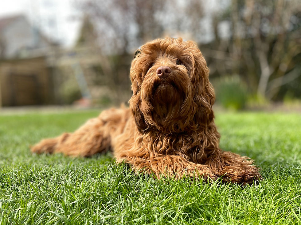 Our Dogs | Diamond Australian Labradoodles | Harrogate