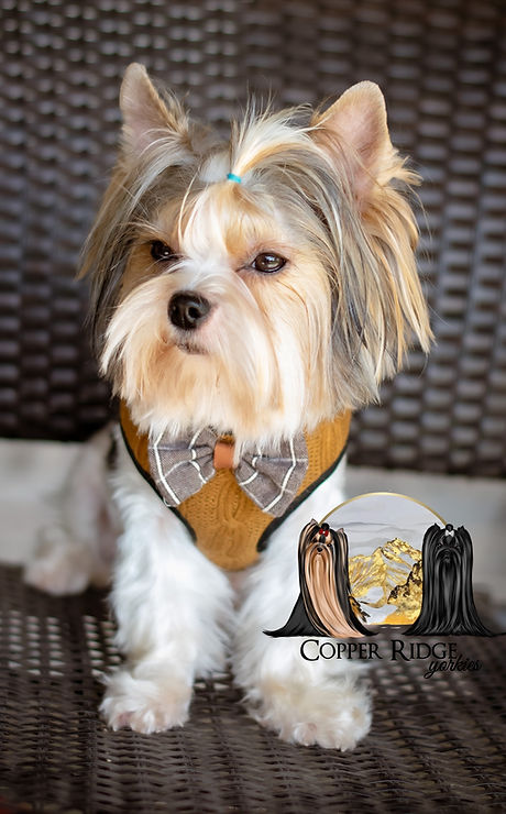 Meet our Dads | Copper Ridge Yorkies