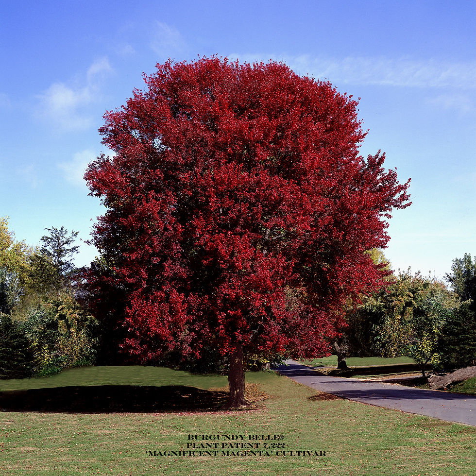 Forest Knight Hybrid Oak | mysite-earl