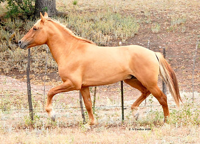Stallions | Spanish Barb Horses