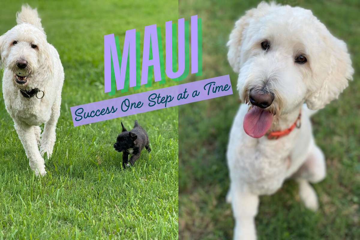 Success Comes One Step at a Time: How Doodle Dandy Rescue Helped Maui Heal