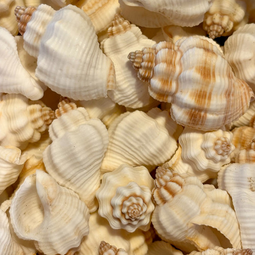 Cantharus Tranquebaricus - Shells | Hermies Down Under