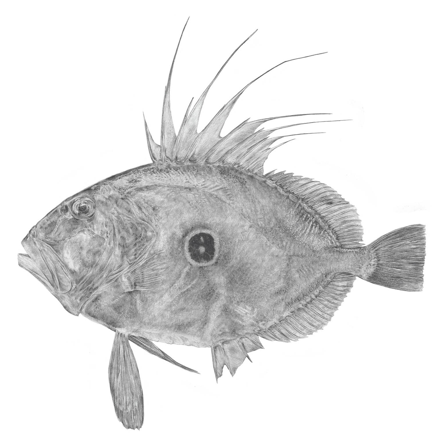 Tim Li| Art Shows Across Aotearoa