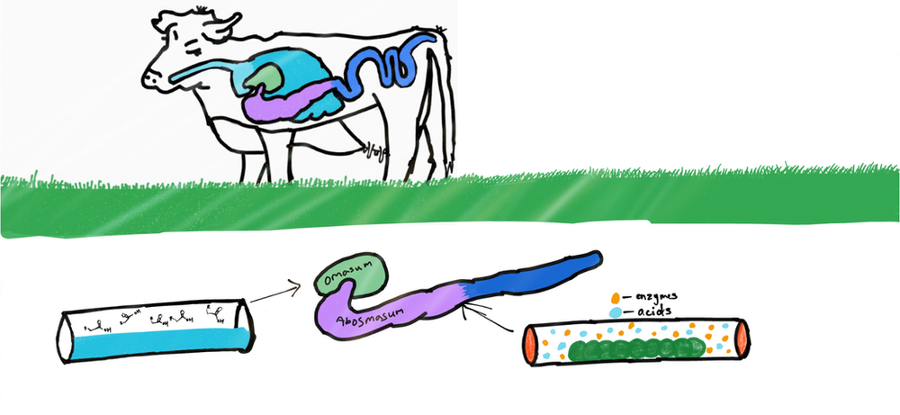 The Reason Why Humans Can’t Eat Grass but Cows Can