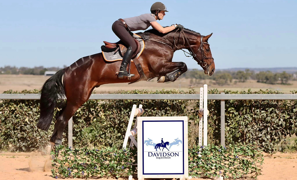 STALLION | Davidson Veterinary