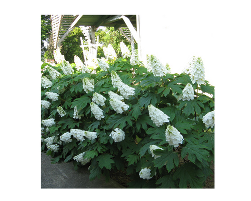 Gatsby Gal® Oakleaf Hydrangea | Creative Tree Center
