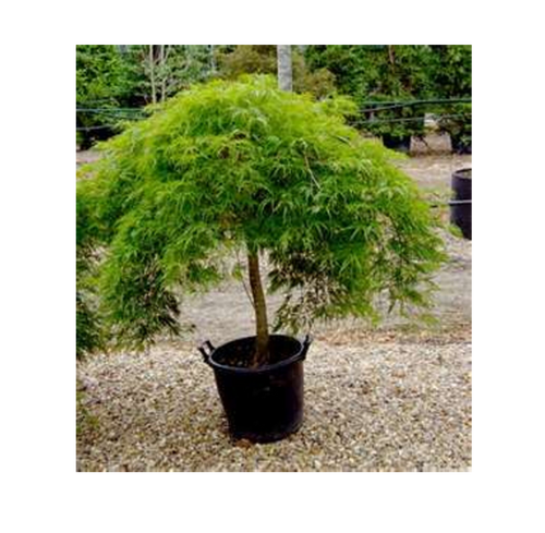 Weeping Green Viridis Laceleaf Japanese Maple | Creative Tree Center