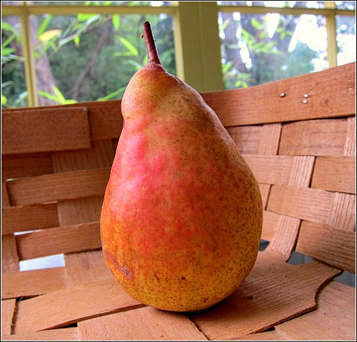 Orcas European pear | Earth's Rising Farm